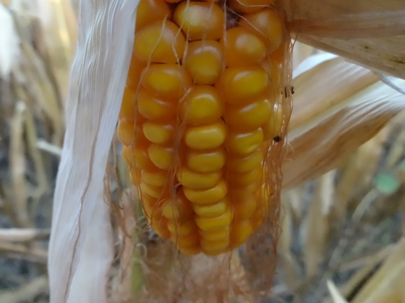 The Perennial Agriculturalist: industrial corn
