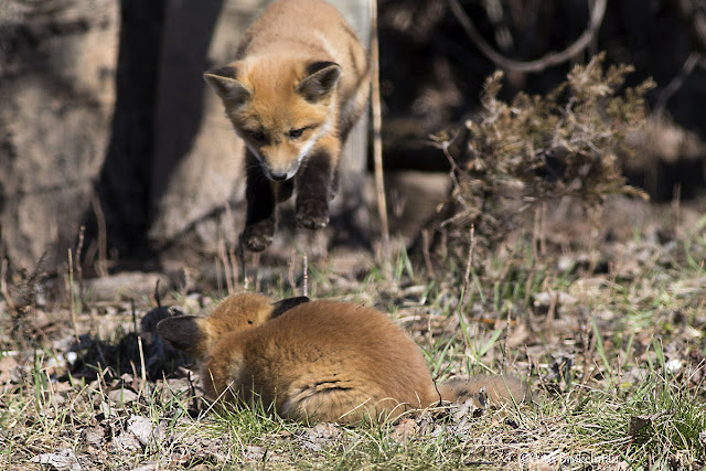 Ann Brokelman Photography: Red Fox Kits pouncing and playing