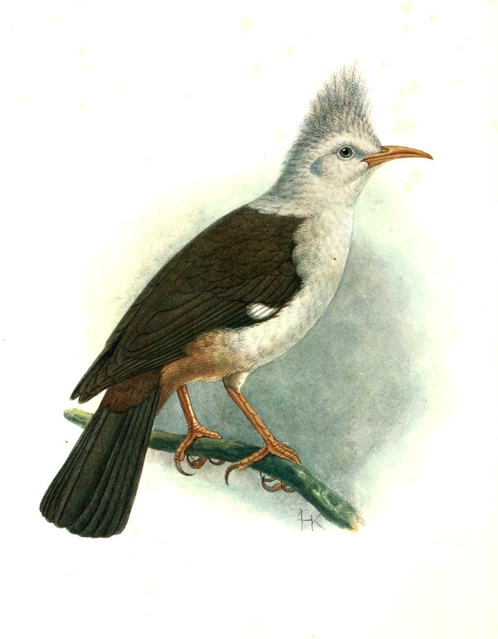 ShukerNature: REMEMBERING THE HUIA – HISTORY AND MYSTERIES OF THE BIRD ...