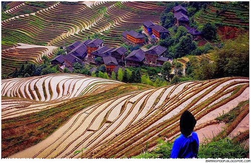 Keindahan Sawah Padi Bukit Yang Berwarna-warni di China. - Gaban Comel