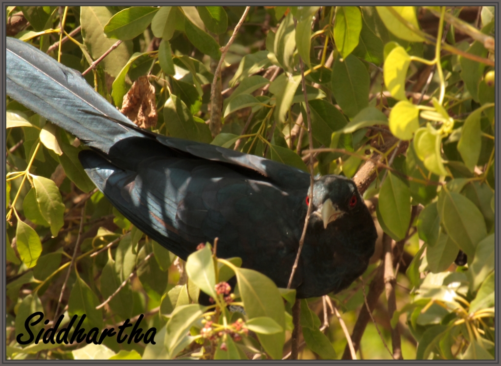 The Birds of India: Asian Koel