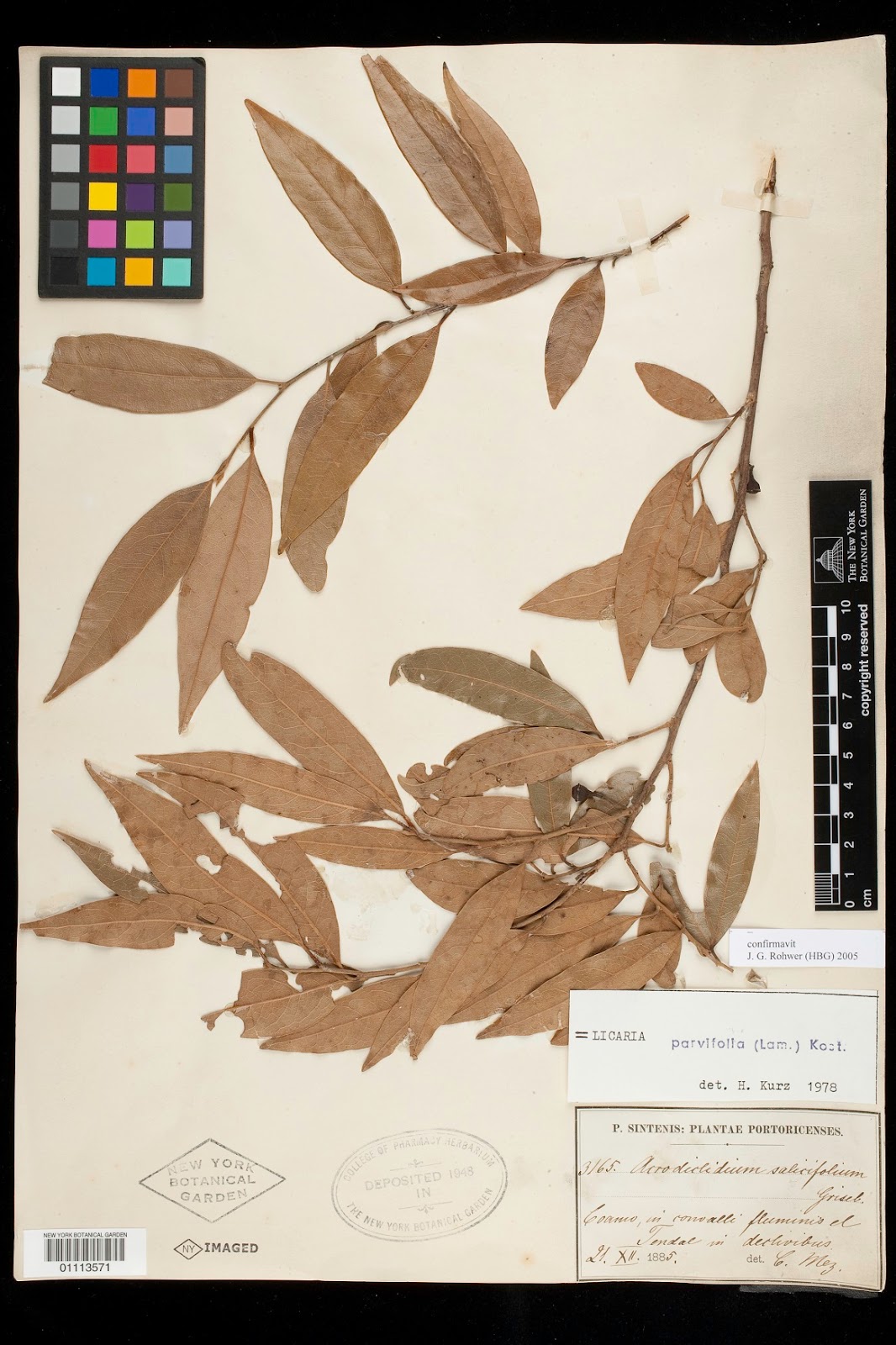 Flora de Puerto Rico Ilustrada Papo Vives: LAURACEAE LICARIA DE PR