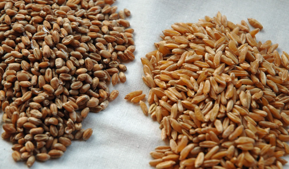 Khorasan, a "Paleo Wheat" That Could Improve Our Heart Health? Study ...