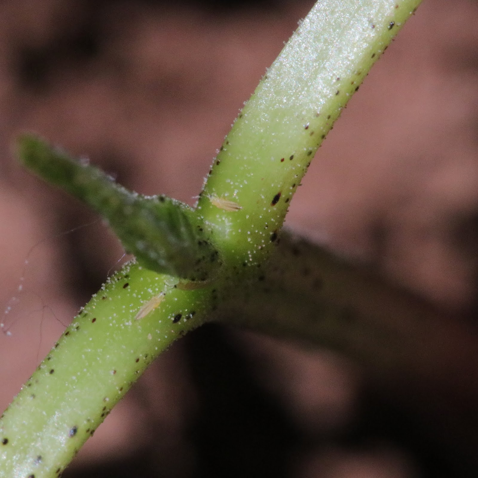 FOCUS on Entomology: Texas High Plains cotton: Time to scout for thrips ...