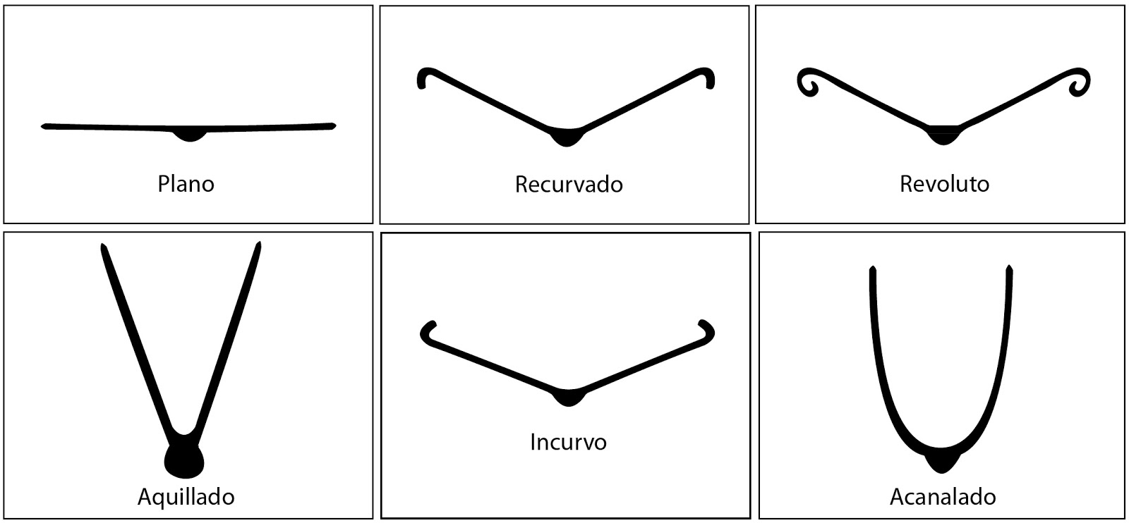 Proyecto Musgo: Glosario