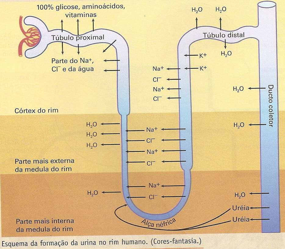 MEDULA: alça de henle + ductor