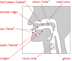 Consonant Sounds: Labiodental Consonants