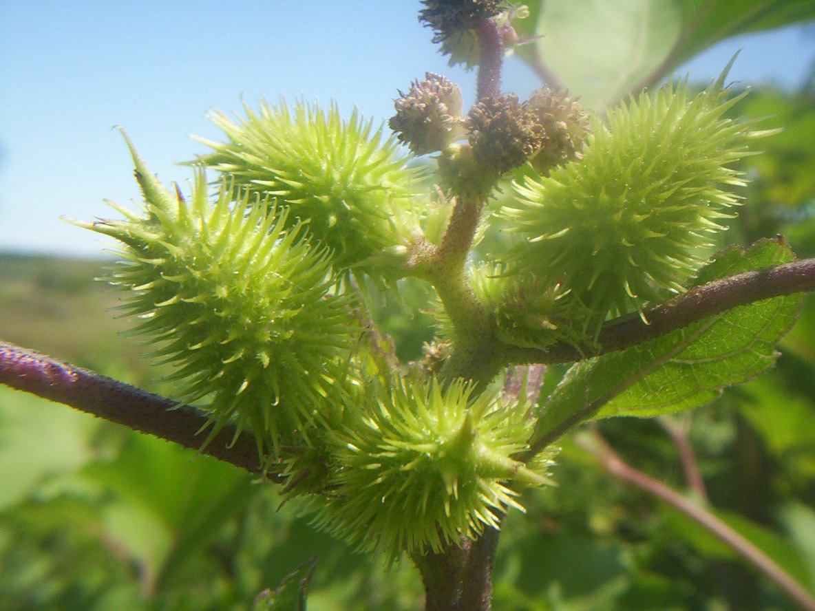 FLORA DE MISIONES Argentina: Xanthium cavanillesii Schouw