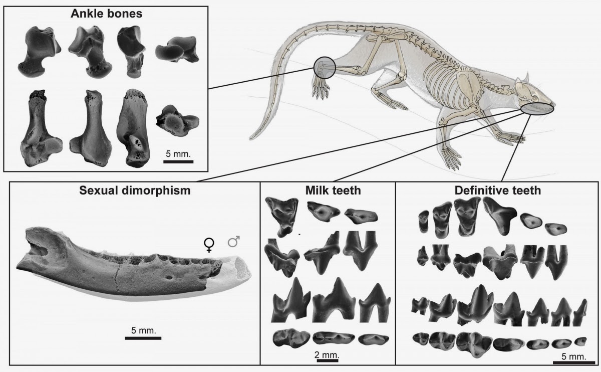 Species New to Science: [PaleoMammalogy • 2014] Dormaalocyon latouri ...