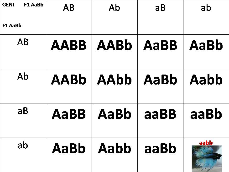 GENÉTICA DAS FORMAS DO BETTA | Bênny Bettas de Linhagem