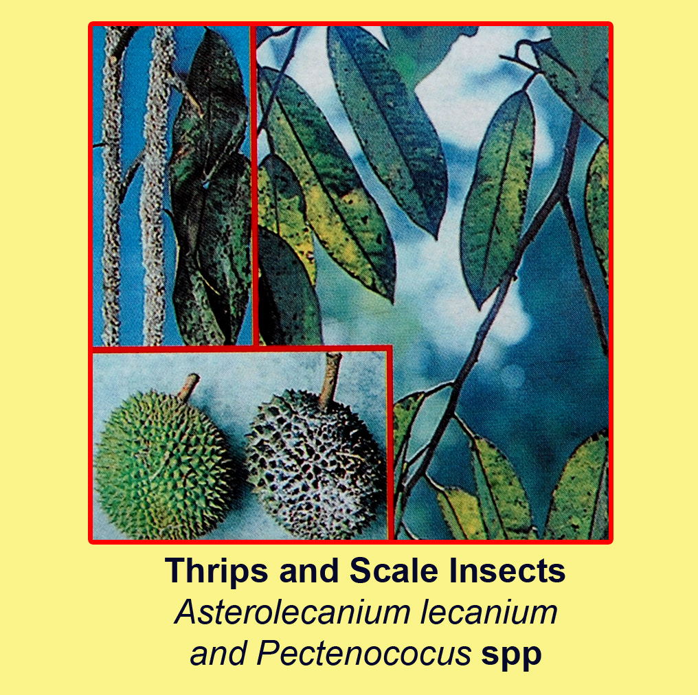 Durian Info: Durian Pests and Diseases