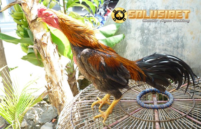 Keunggulan Ayam Bangkok Klewu - Panduan Cara Main Sbobet Keunggulan Ayam Bangkok Klewu - Panduan Cara Main Sbobet