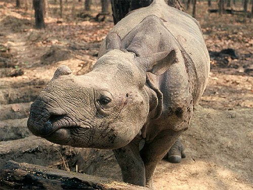 Javan Rhinoceros | Animal Wildlife