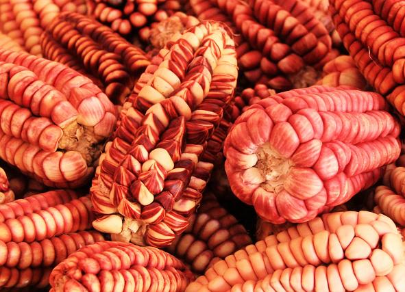 Viajando: O milho colorido do Peru