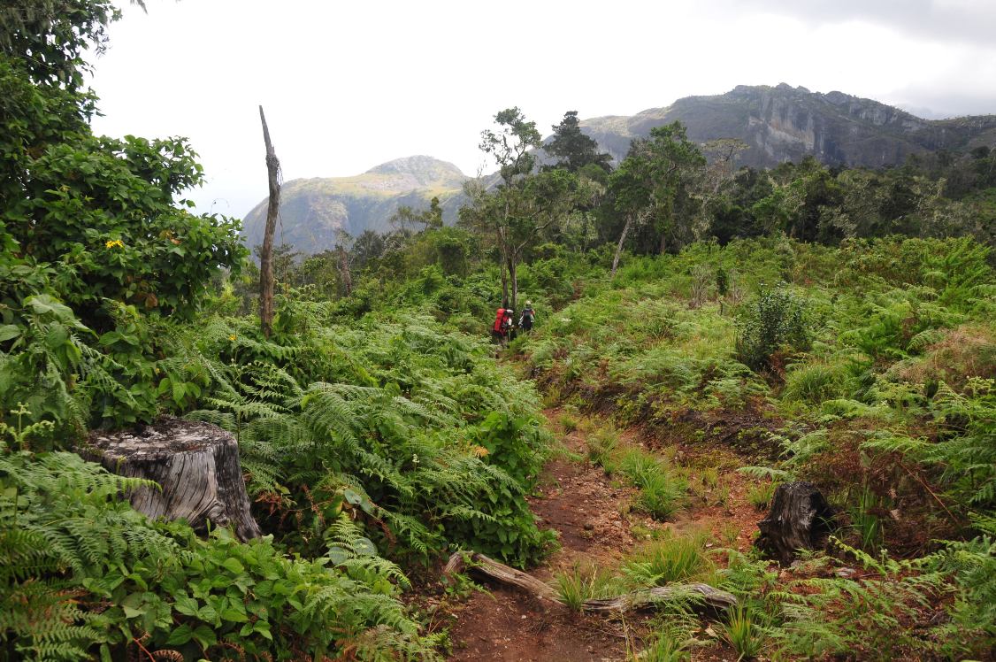 With a backpack through Africa: Mulanje Mountains / Sapitwa Peak (3002m)