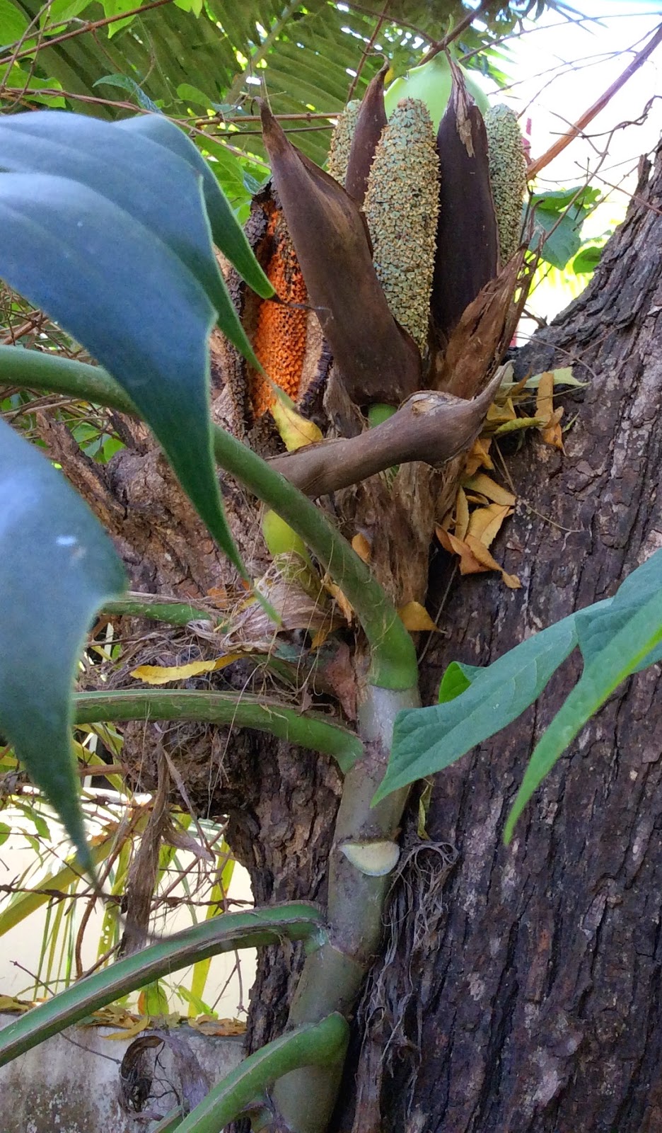 The monstera blooms and fruits