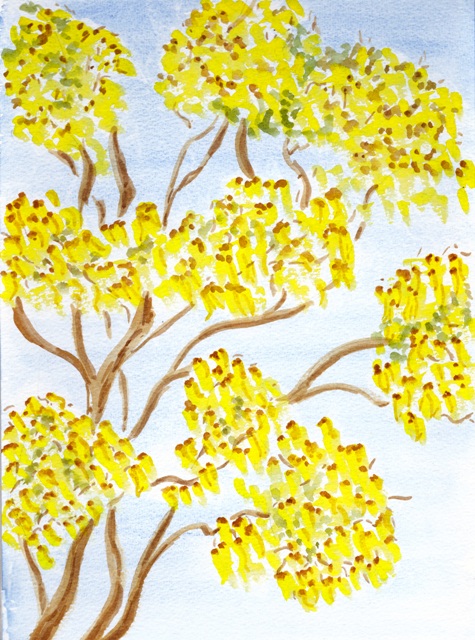 The Taranaki Sketchers: My Kowhai Tree - Jackie.