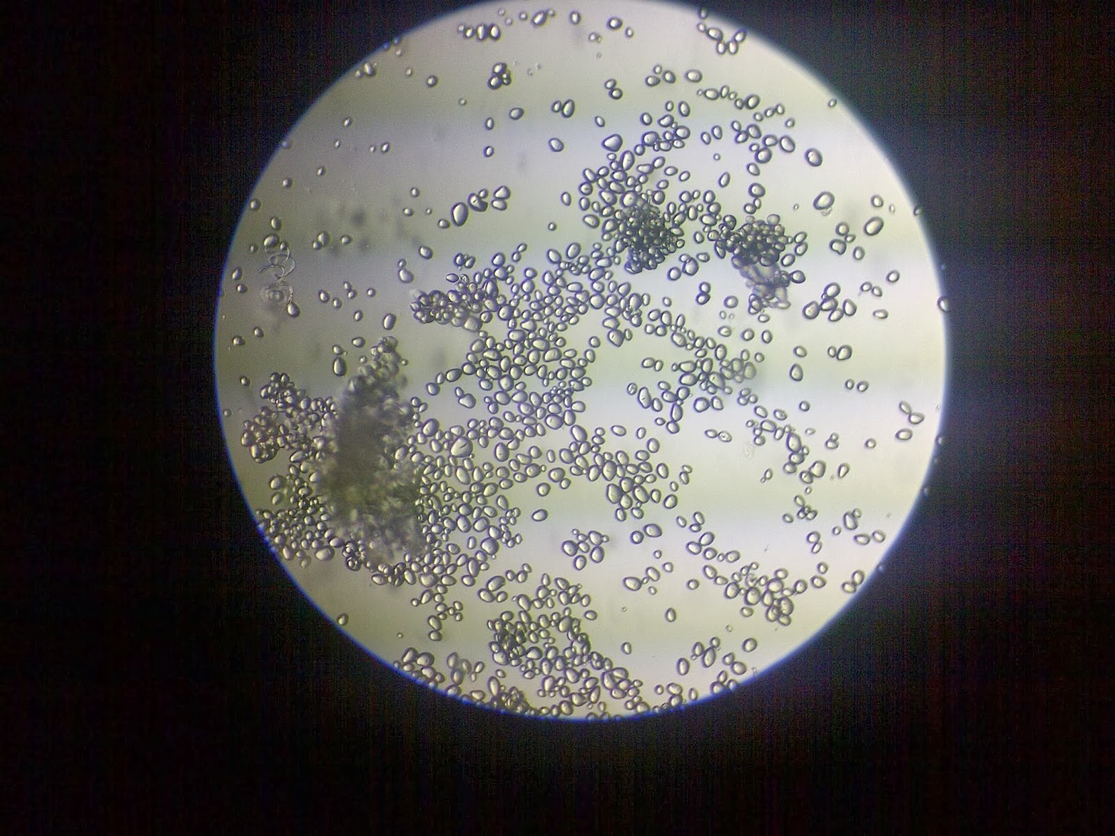 Lembar Kerja Praktik Farmakognosi Mikroskopis: Gambar-gambar ...