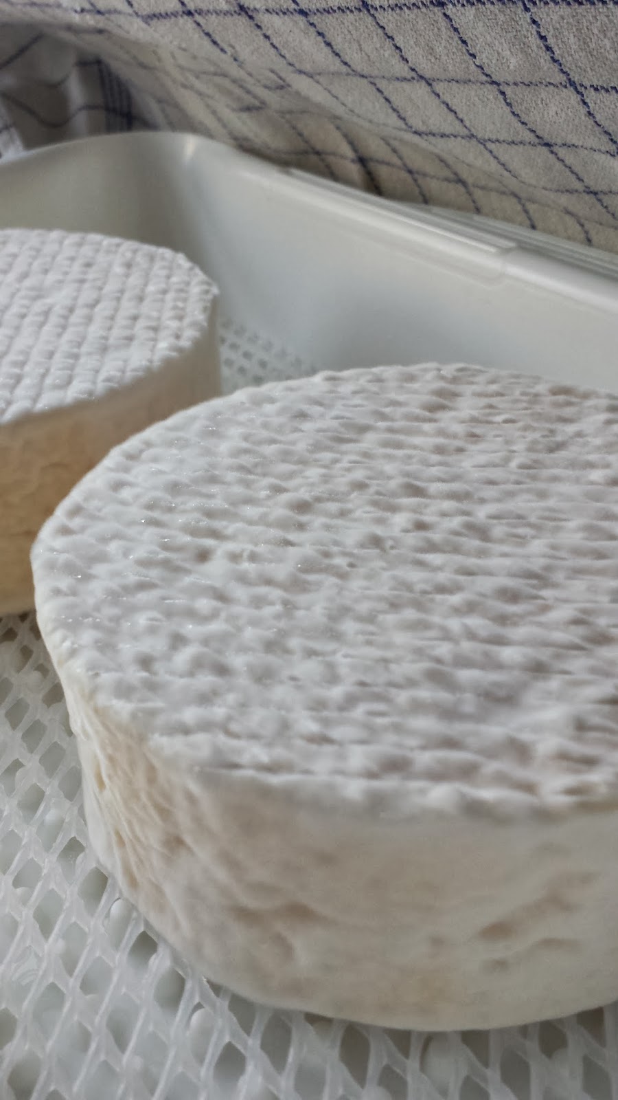 skovsgaard: Ost : Brie / Camembert