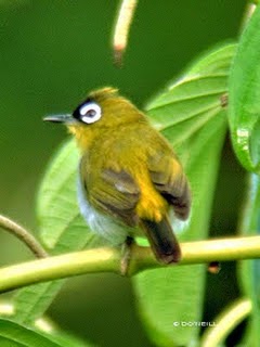 Burung Pleci yang Bagus untuk Lomba | Ciri Cowok Jatuh Cinta