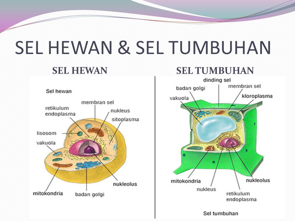 Sel Tumbuhan