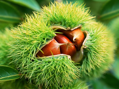 HOW TO GROW SWEET CHESTNUTS FROM SEED |The Garden of Eaden