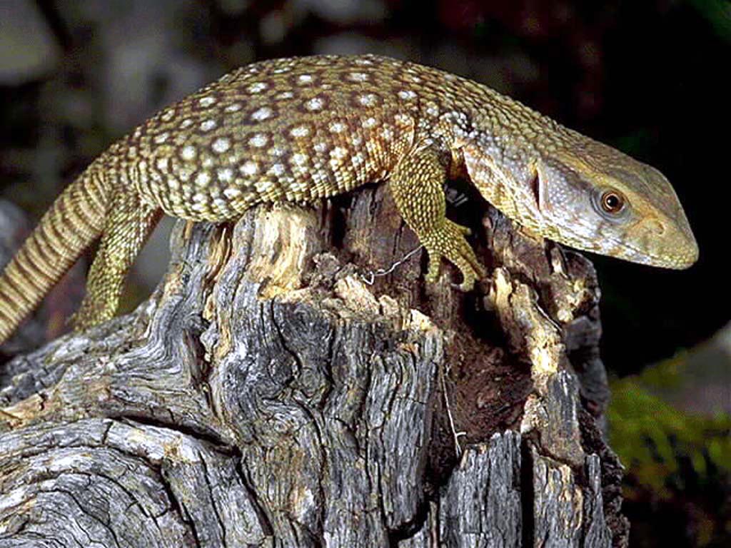 Info-Junction Blog: Savannah Monitor