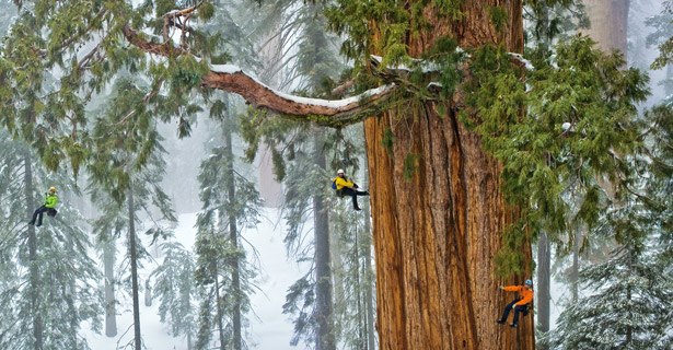 Vancouver Island Big Trees: Largest Tree In Victoria, BC Is A Giant Sequoia