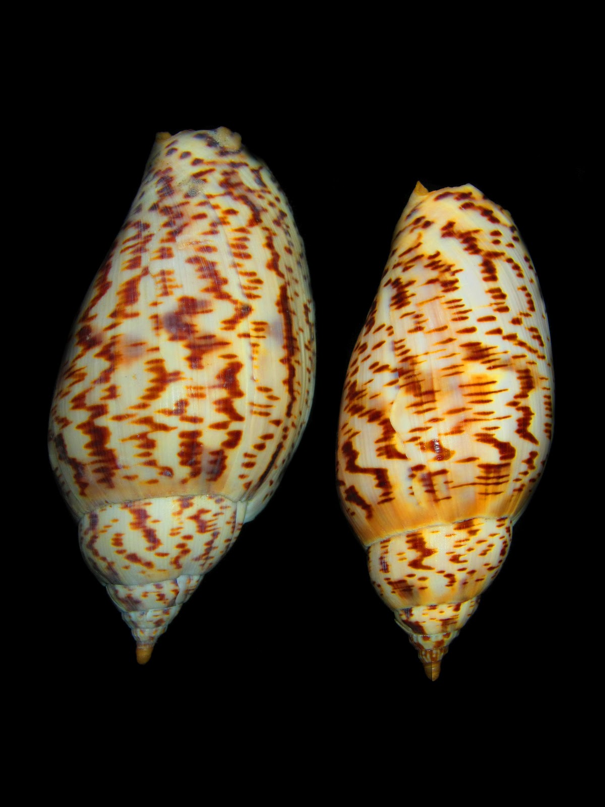 Sea Shells Enterprises: VOLUTIDAE