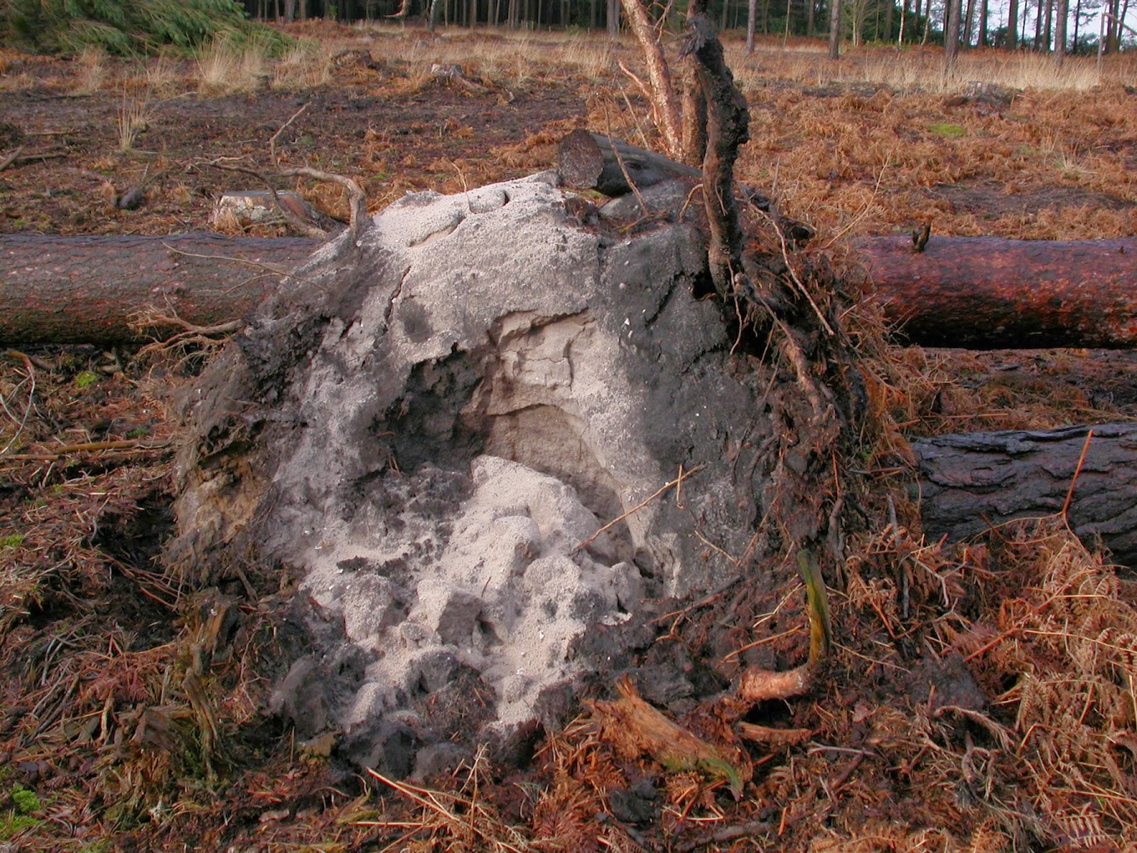 Handed to us on a root plate | Sussex Wildlife Trust