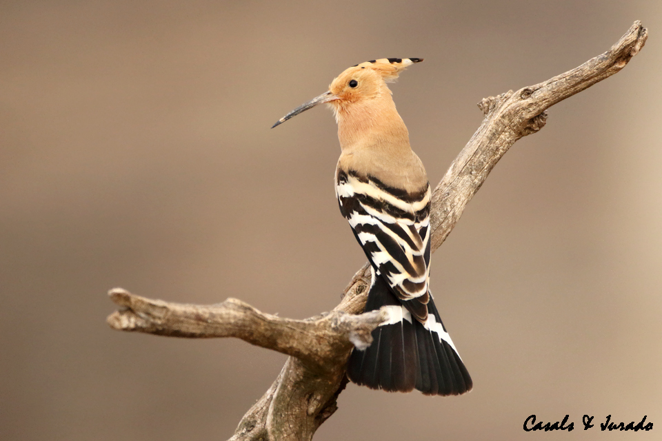 CRÒNIQUES NATURALISTES: FOTOS D'ALTRES GRUPS D'AUS