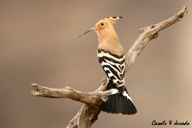 CRÒNIQUES NATURALISTES: FOTOS D'ALTRES GRUPS D'AUS