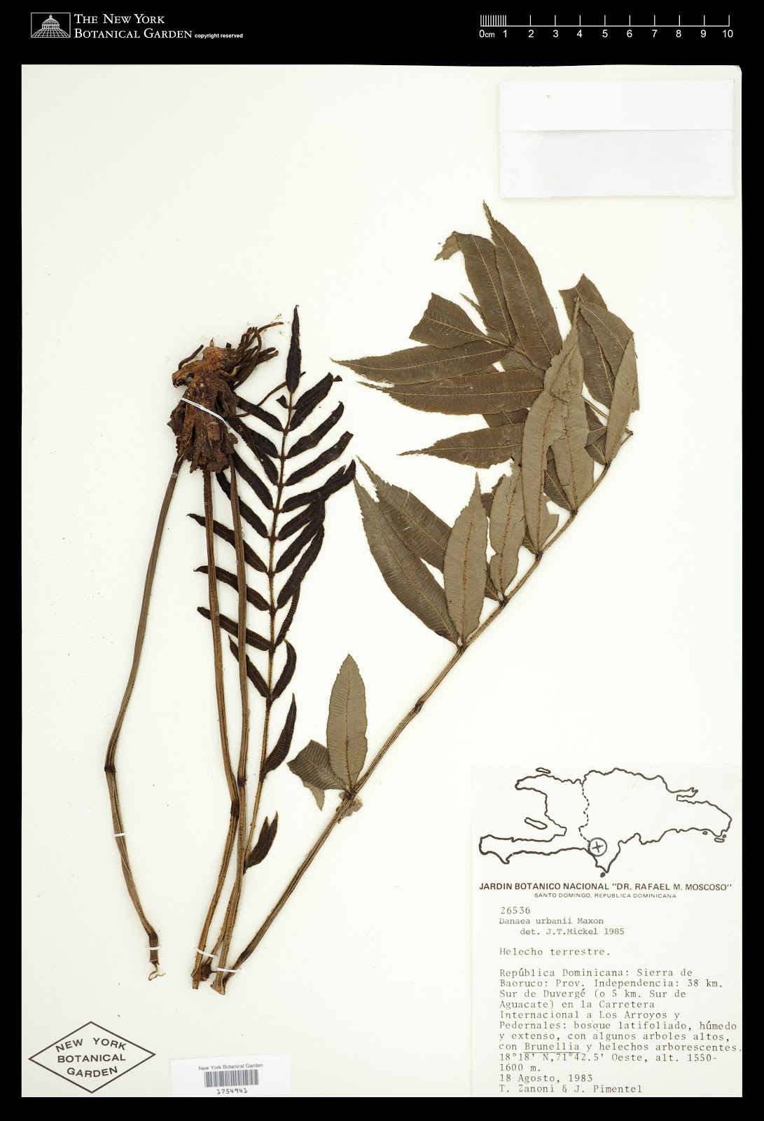 FAMILIA DE HELECHOS EN PUERTO RICO: MARATTIACEAE DANAEA