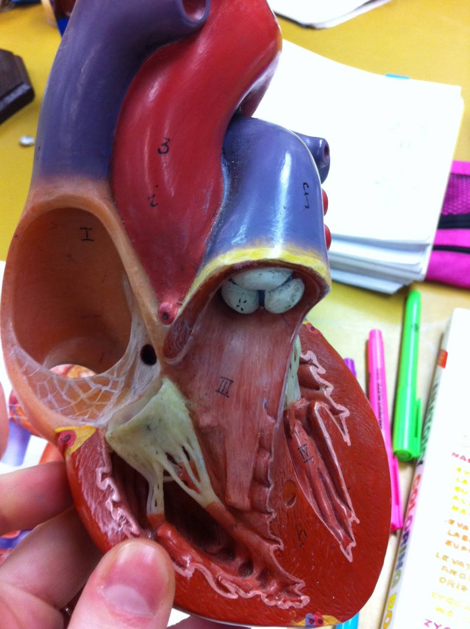 Anatomy120: model: Cardiovascular System