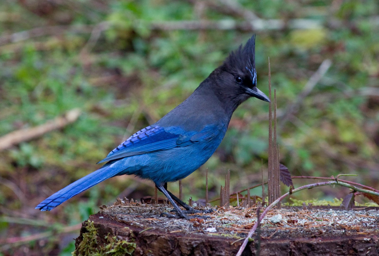 World Beautiful Birds : Steller's jays Bird | Amazing Facts & Latest ...