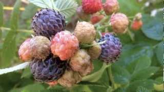 The Earth of India: All About Mysore Raspberry