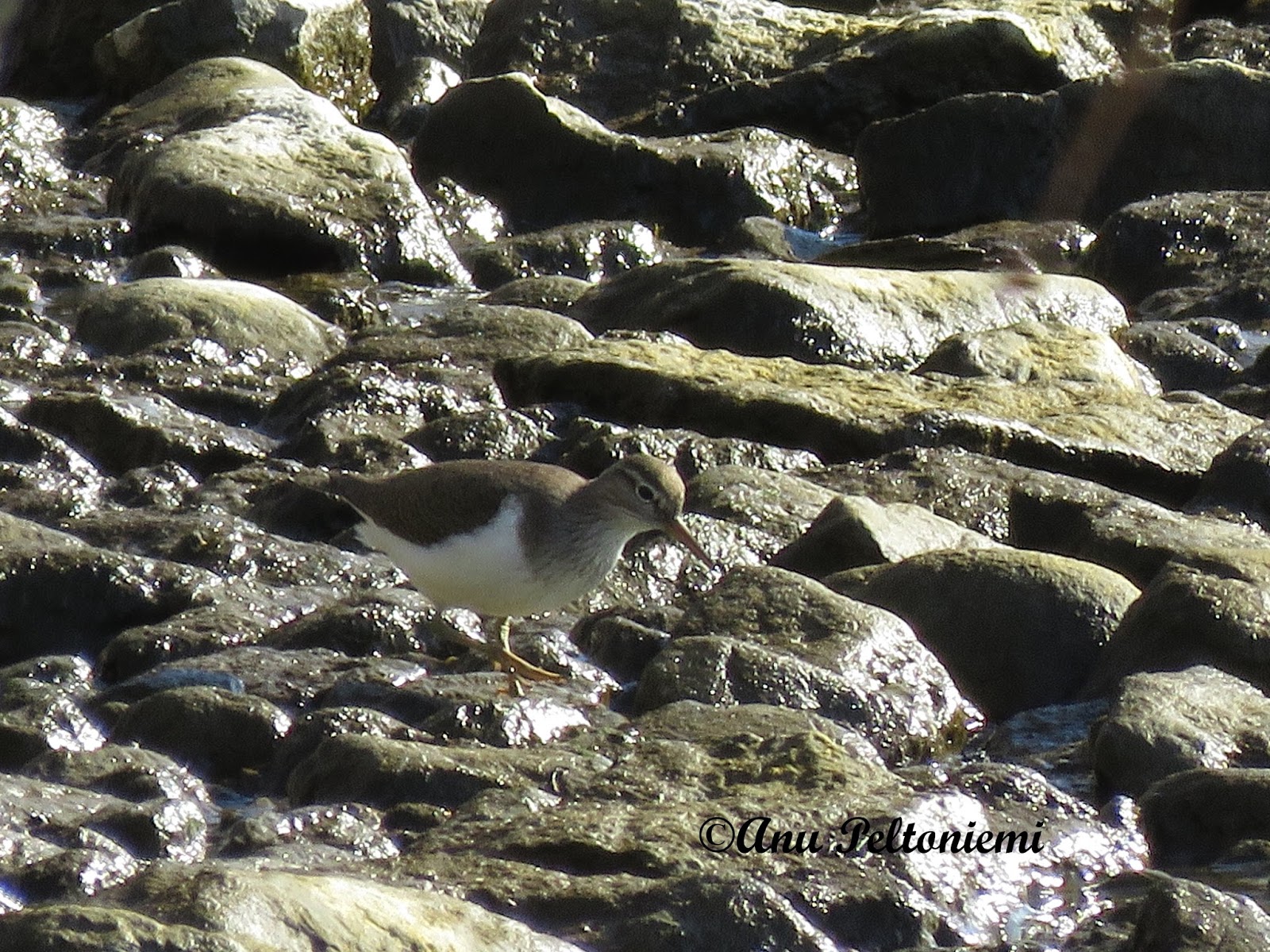 Lintuilua - Birding: toukokuuta 2017