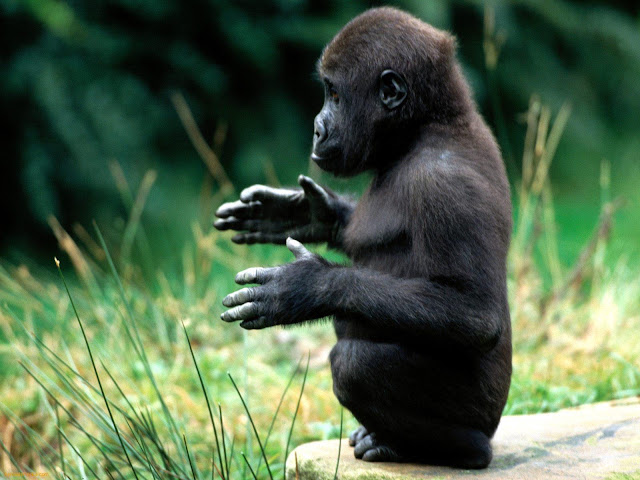 Gorilla | The Biggest Animals Kingdom