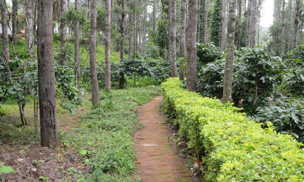 Tamilnadu Tourism: Kottachedu Teak Forest, Yercaud