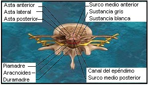 CLASES DE MEDICINA: NEUROLOGIA 1