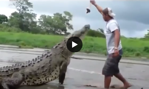 Crocodileshare: videos animals Crocodile attack man Crocodile eat man man feed crocodile
