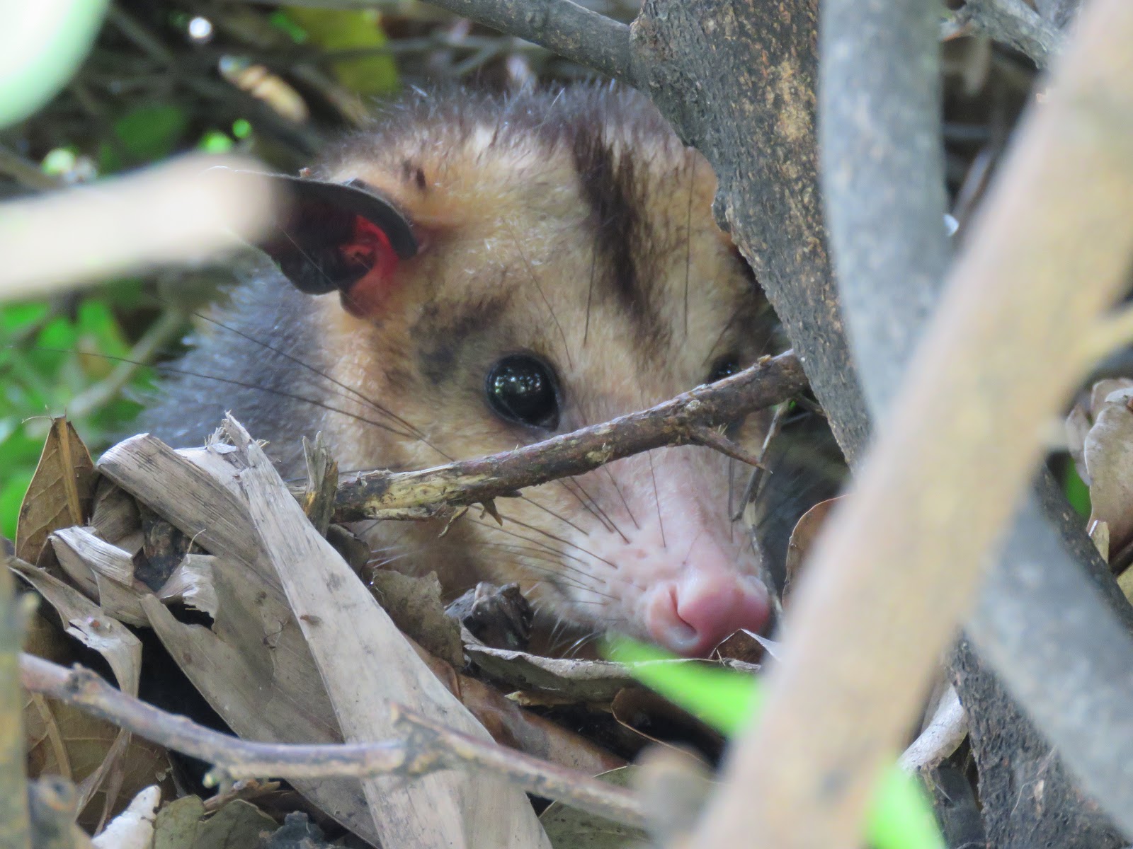 ABSURDOS Y ESPIRITUALIDAD: LA ZARIGÜEYA