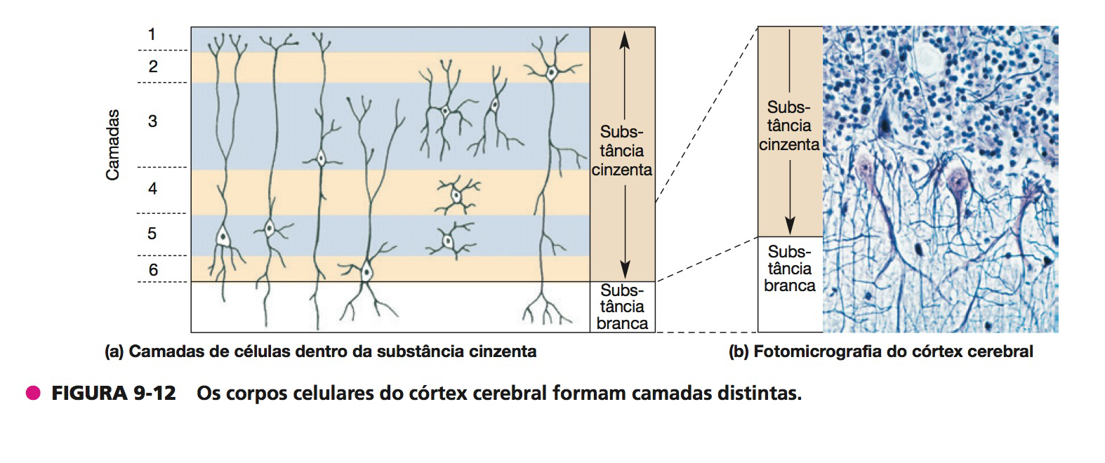 Os corpos celulares do córtex cerebral formam camadas distintas