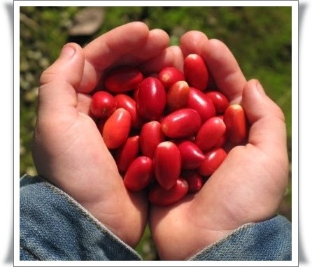Buah Ajaib, Miracle Fruit, Dapat Merubah Makanan Menjadi Manis - GEMA ...