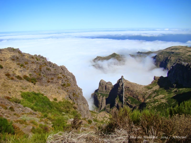 Madeira island - flowers: Miradouro do Juncal