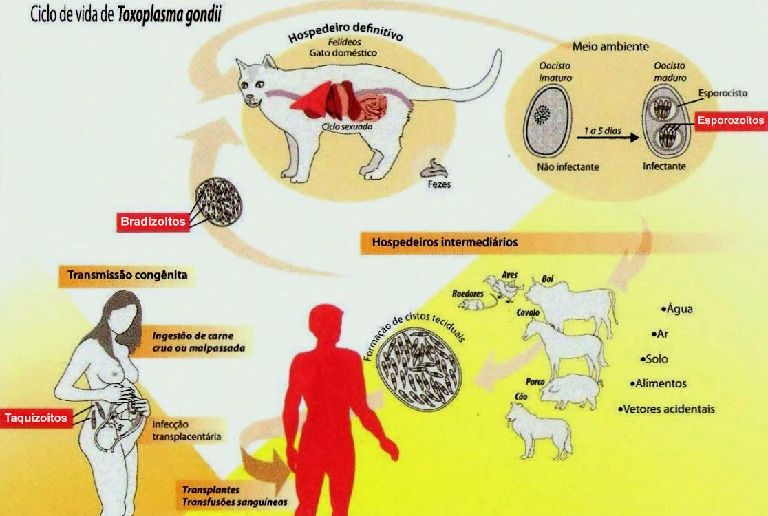 Farma Informa: PREVENÇÃO E CUIDADOS COM A TOXOPLASMOSE