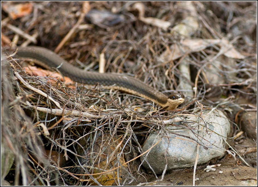 Explorations of an Ecologist: Queen snake!