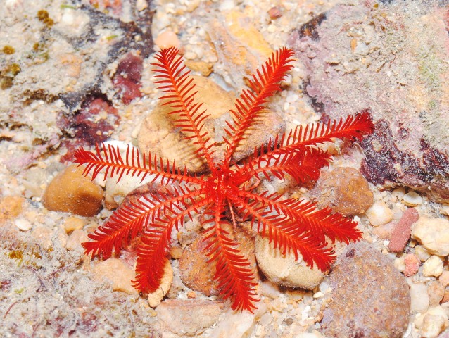 God's wonderful creation: Feather stars and commensals at Little Sisters