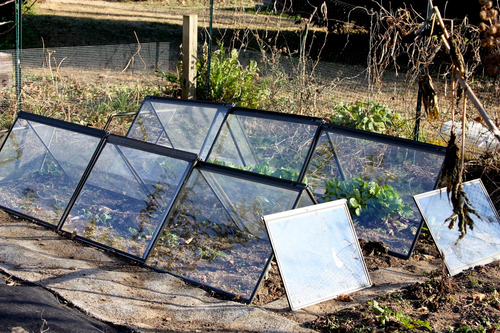 Cold Frames made of re-purposed home windows