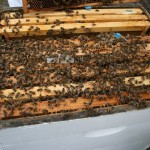 La Colmena: LA COLMENA Y SU ESTRUCTURA